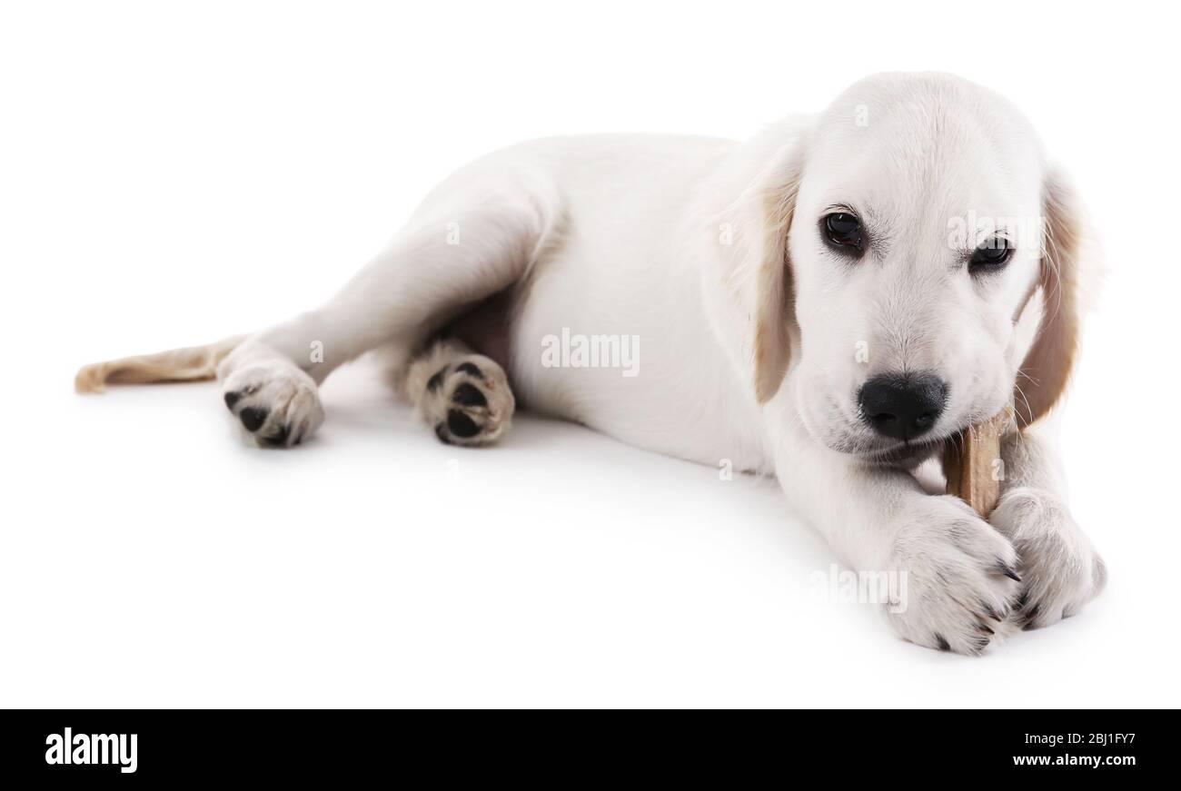 Labrador dog chewing bone isolated on white Stock Photo - Alamy