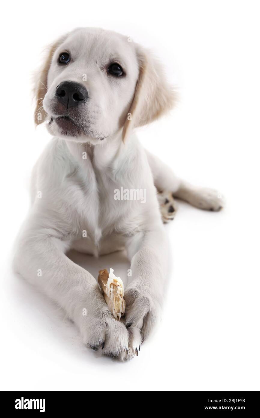 Golden labrador dog with chew bone hi-res stock photography and images ...