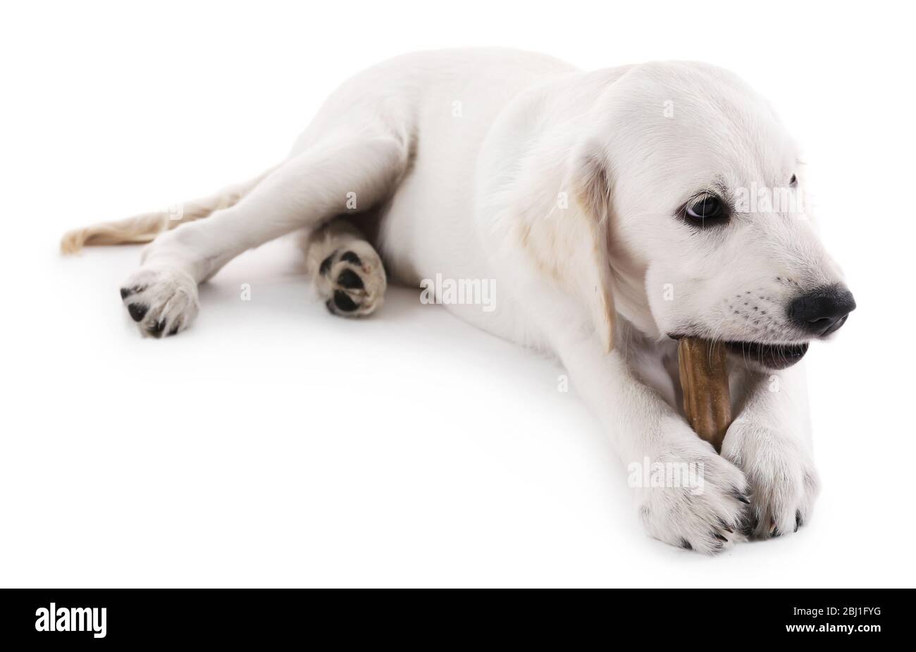 Labrador dog chewing bone isolated on white Stock Photo - Alamy