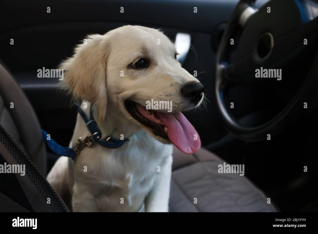 Cute Labrador retriever dog in car Stock Photo - Alamy