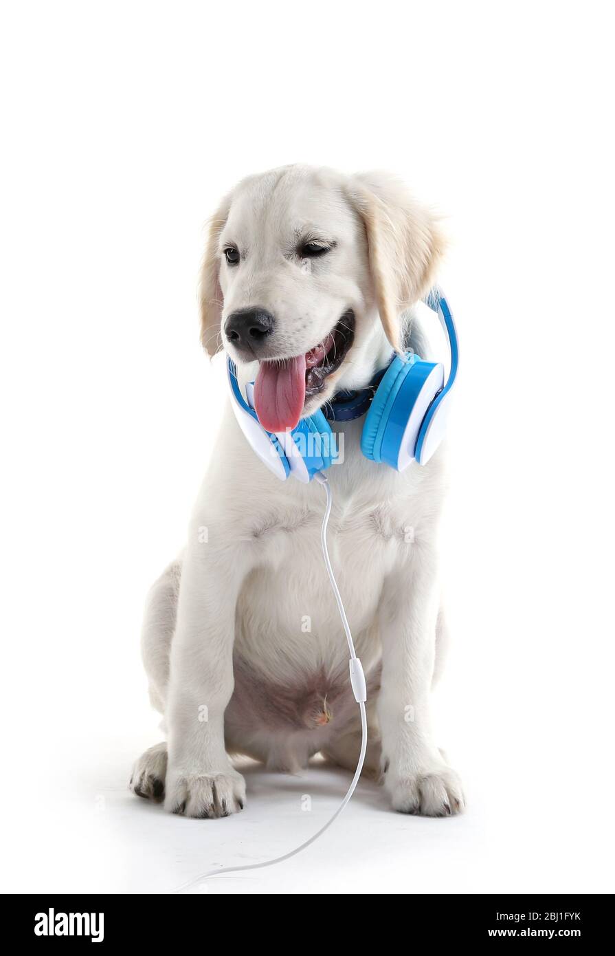 Cute Labrador dog with headphones isolated on white Stock Photo - Alamy