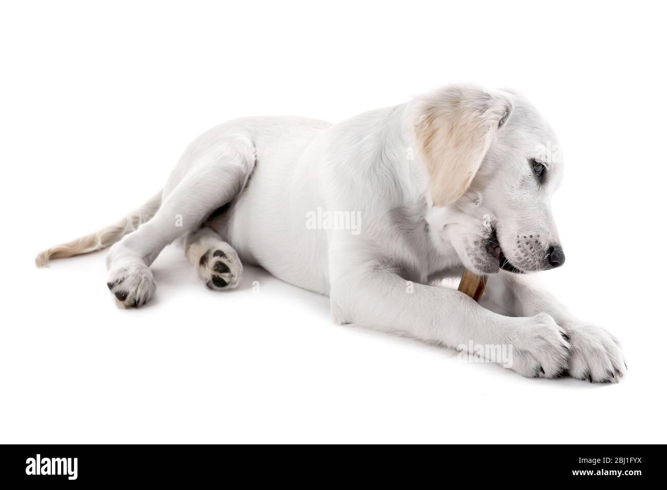 Labrador dog chewing bone isolated on white Stock Photo - Alamy