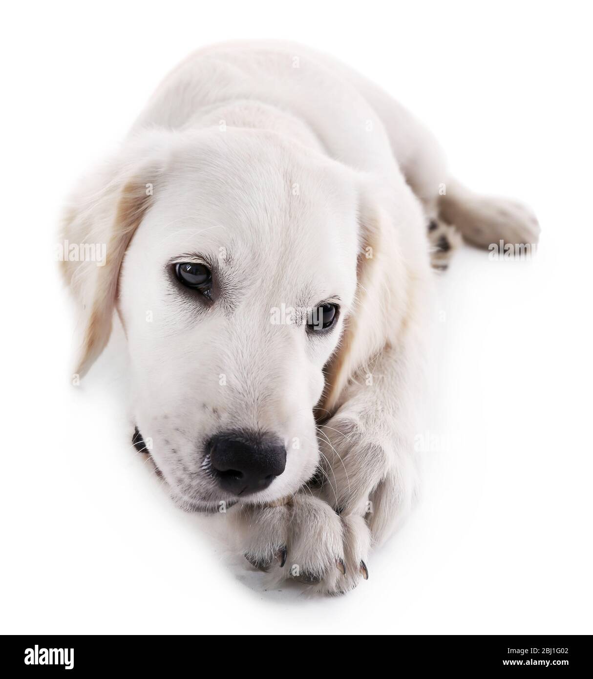 Labrador dog chewing bone isolated on white Stock Photo - Alamy