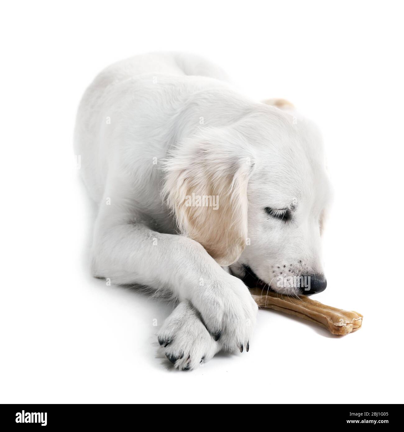 Golden labrador dog with chew bone hi-res stock photography and images ...