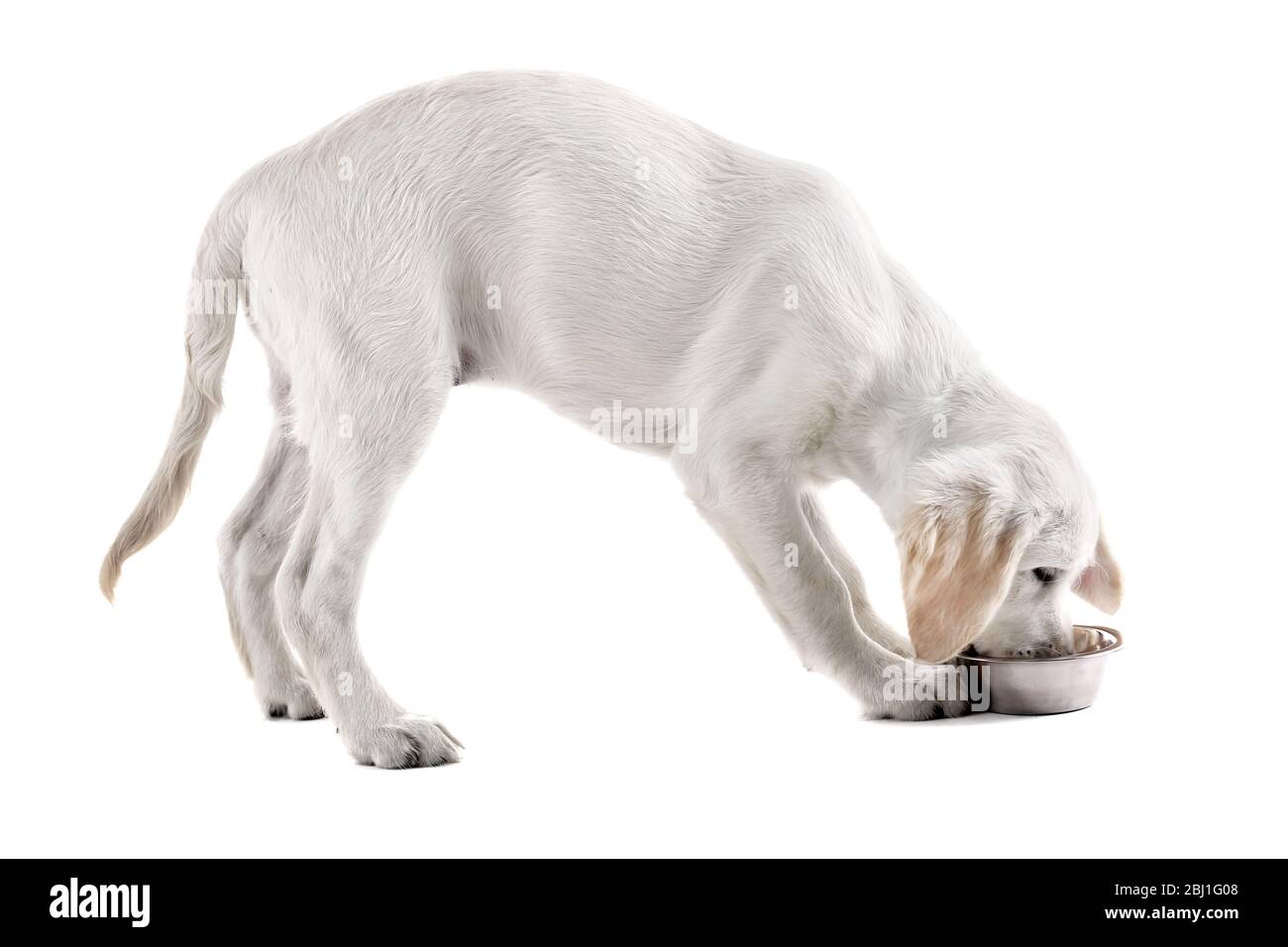 Labrador eat from metal hi-res stock photography and images - Alamy