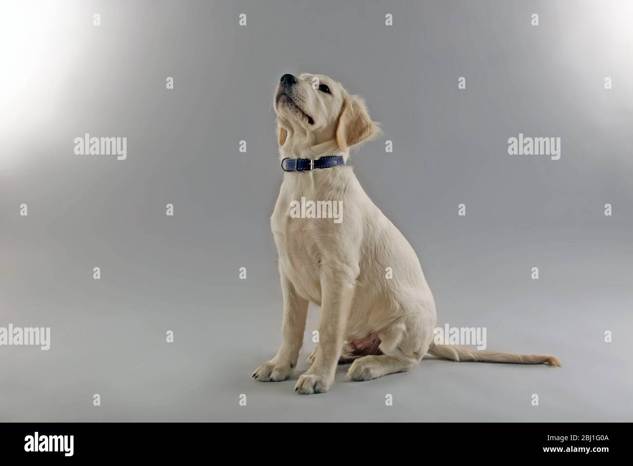 Cute Labrador dog on grey background Stock Photo - Alamy