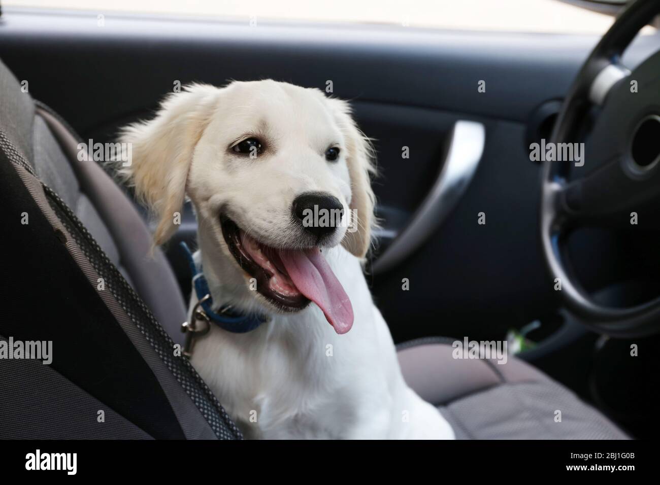 Cute Labrador retriever dog in car Stock Photo - Alamy