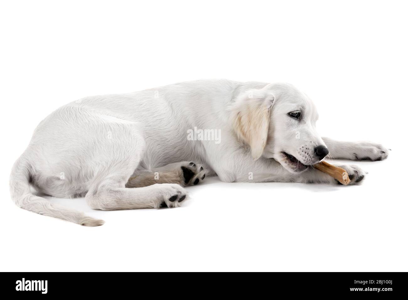 Are Bones Safe For Labrador Retriever Puppies