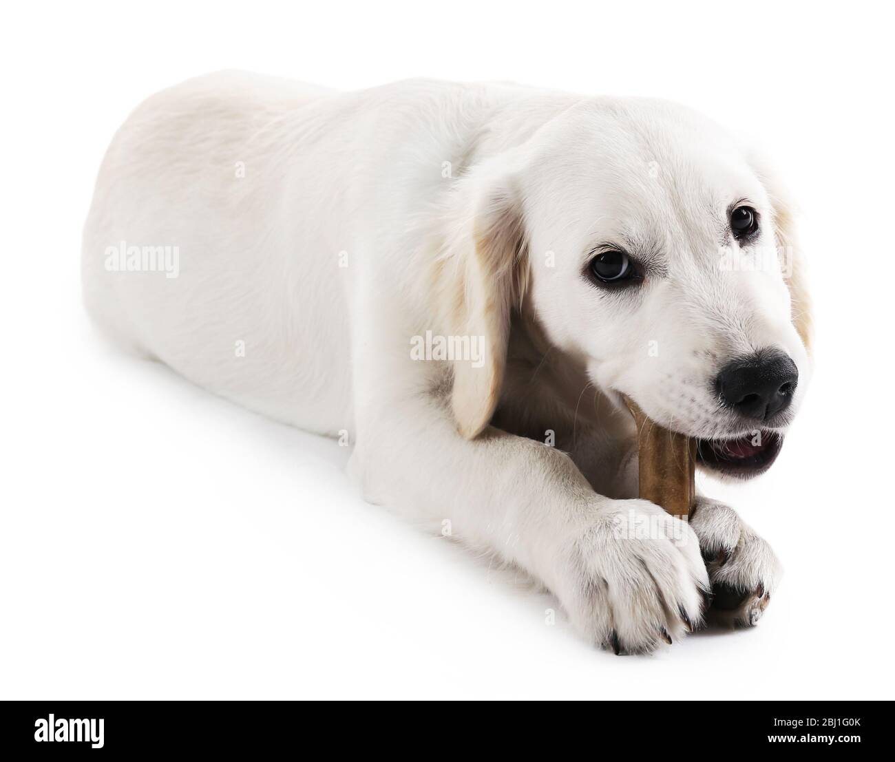 Labrador dog chewing bone isolated on white Stock Photo - Alamy