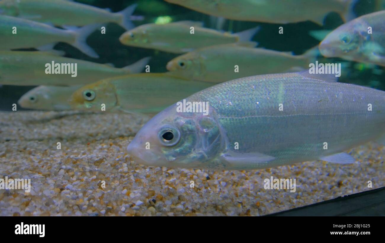 Shoal of silver fishes swimming in huge aquarium. Entertaiment concept ...