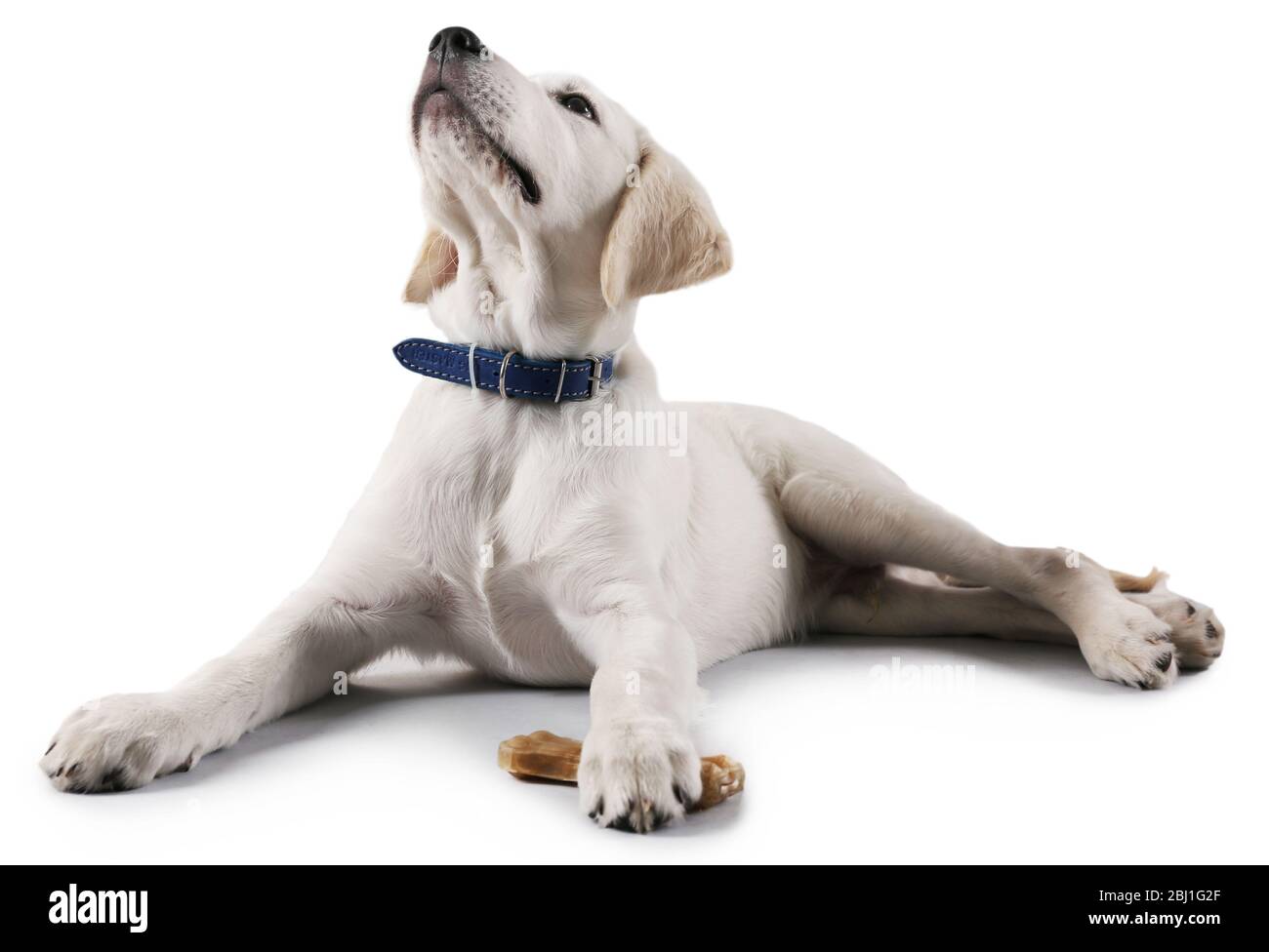 Cute Labrador dog on grey background Stock Photo - Alamy
