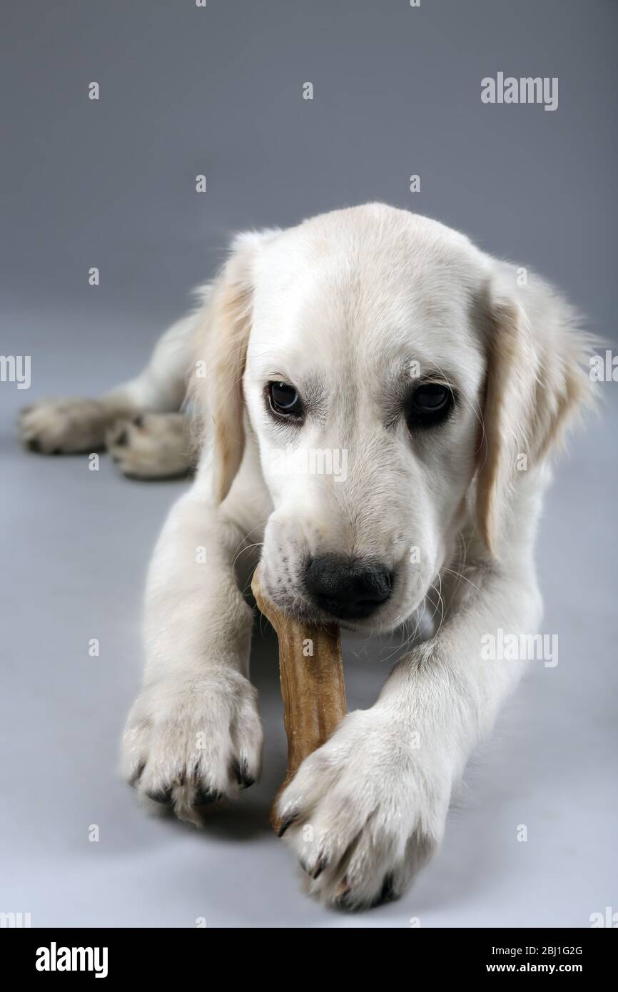 Labrador dog chewing bone on grey background Stock Photo - Alamy