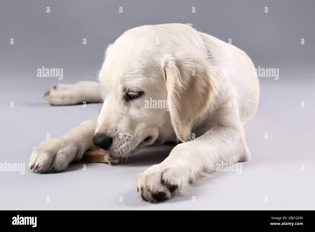 Golden labrador dog with chew bone hi-res stock photography and images ...