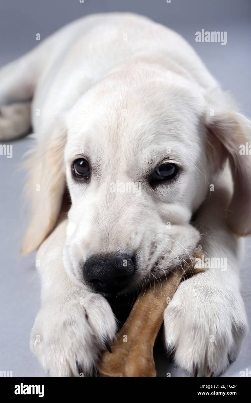 Labrador dog chewing bone on grey background Stock Photo - Alamy