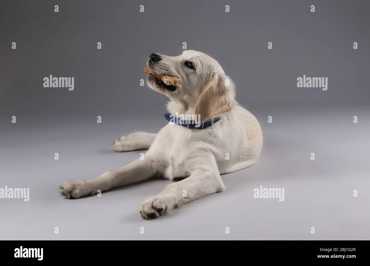 Labrador dog chewing bone on grey background Stock Photo - Alamy