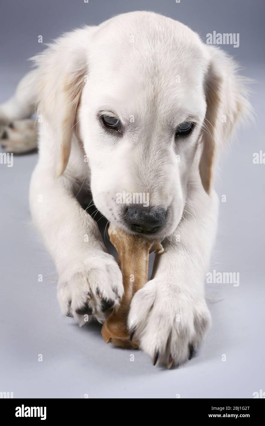 Labrador dog chewing bone on grey background Stock Photo - Alamy