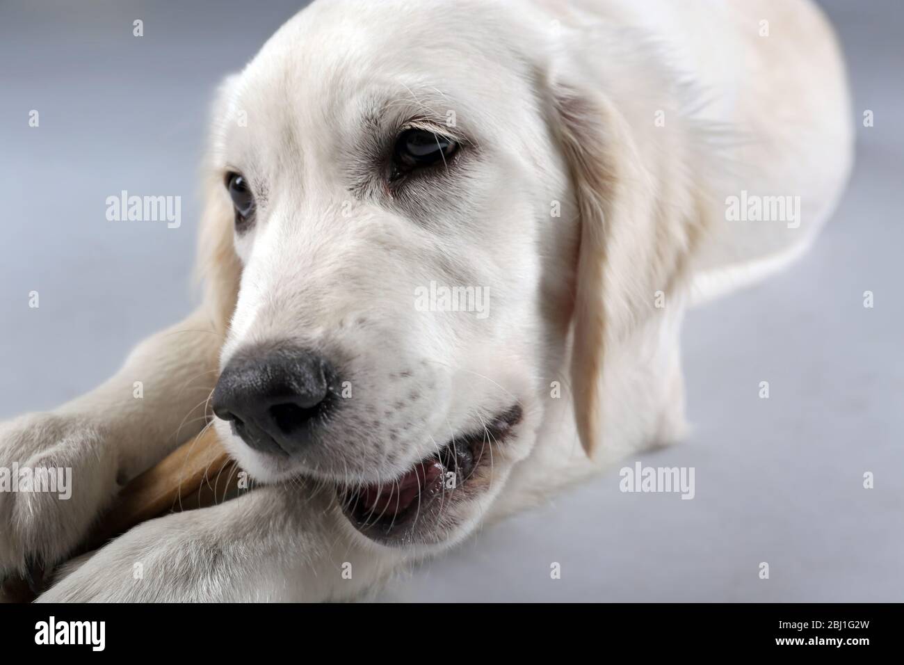 Labrador dog chewing bone on grey background Stock Photo - Alamy