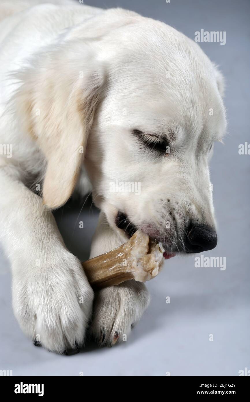 Labrador dog chewing bone on grey background Stock Photo - Alamy