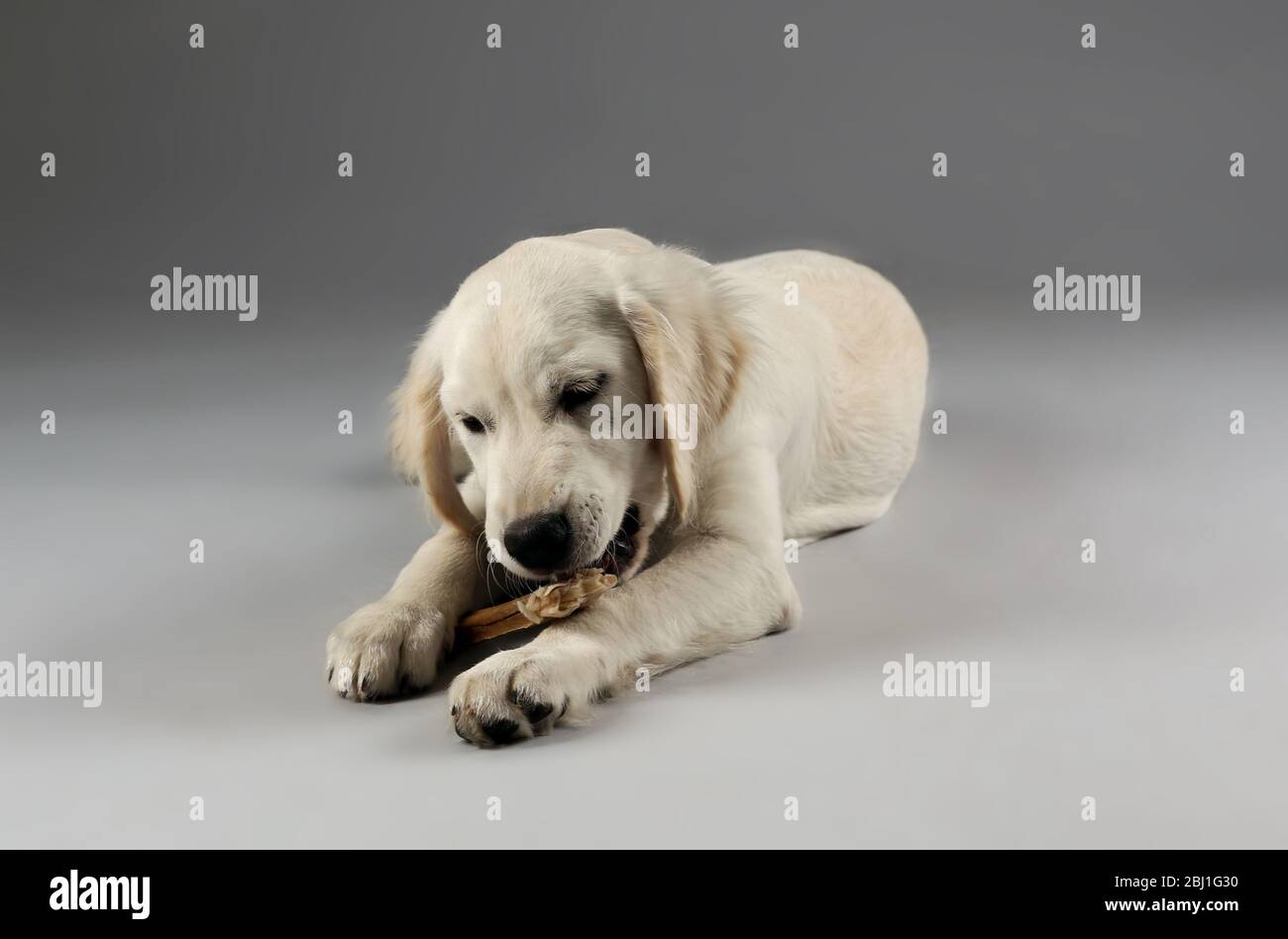Labrador dog chewing bone on grey background Stock Photo - Alamy