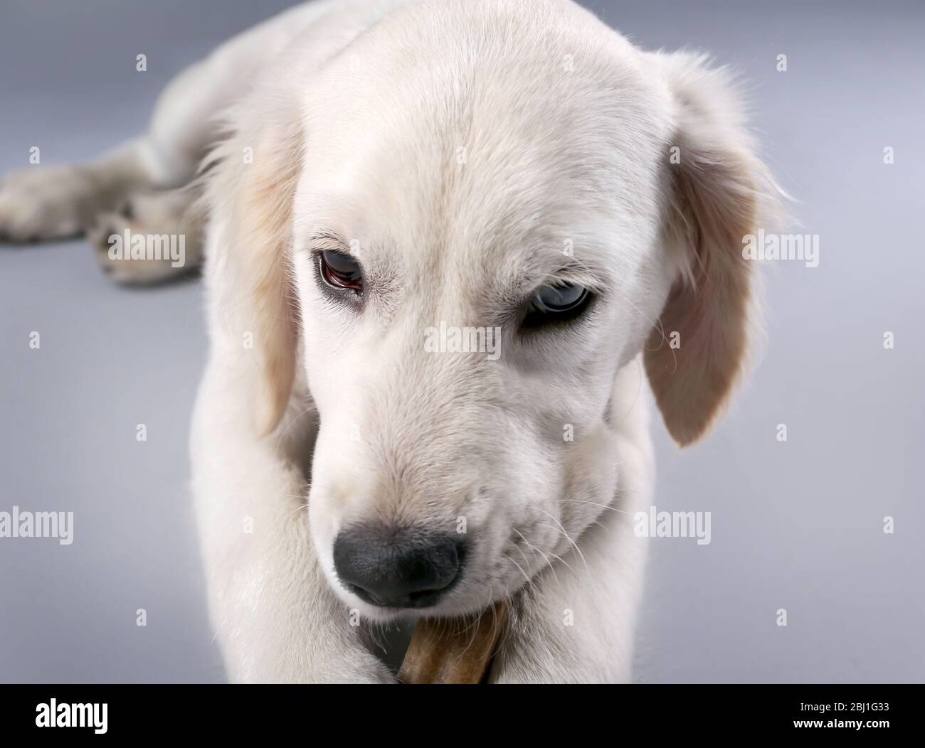 Labrador dog chewing bone on grey background Stock Photo - Alamy