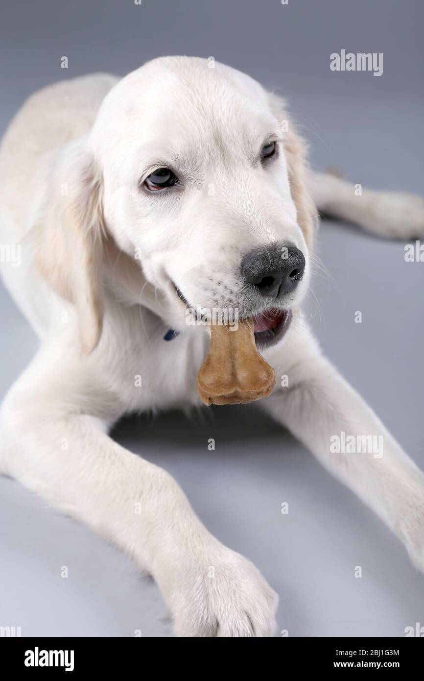 Labrador dog chewing bone on grey background Stock Photo - Alamy