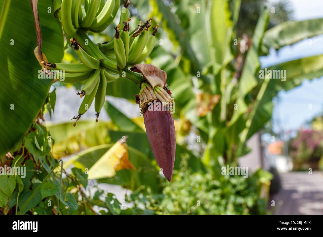 Ripe green banana bunch on the tree and banana inflorescence (flower ...