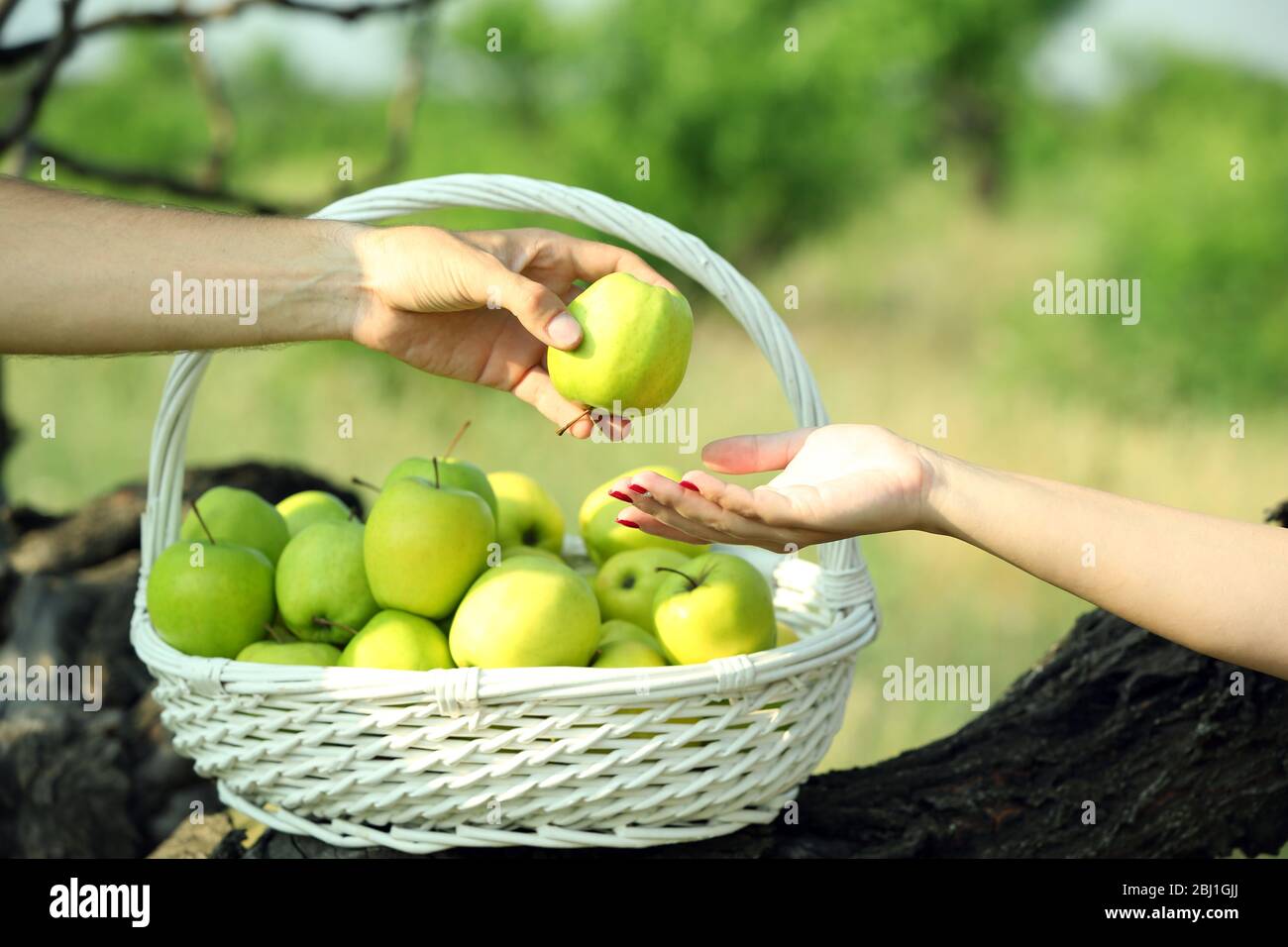 Female hands taking green apple from wicker basket, outdoors Stock ...