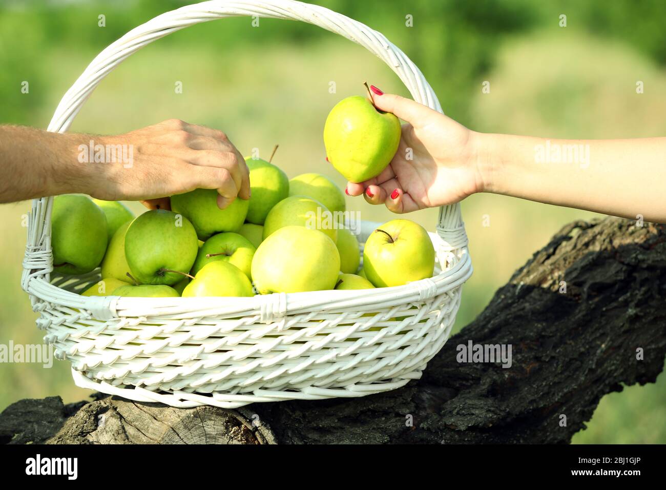 Female hand taking green apple from wicker basket, outdoors Stock Photo ...