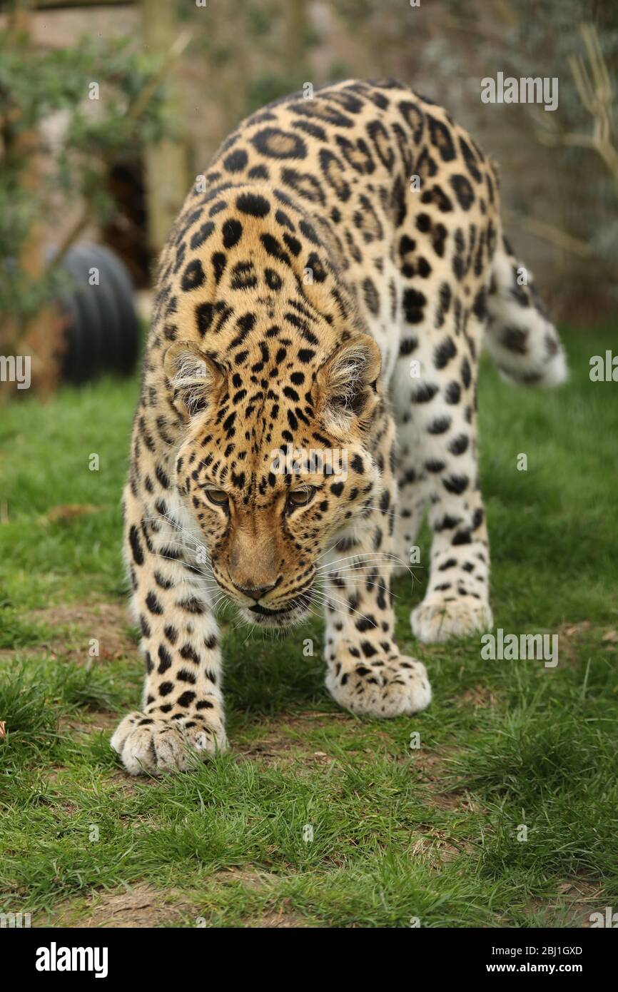 Amur leopard in captivity Stock Photo - Alamy