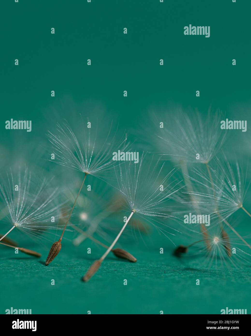 Dandelion seed heads look as if they are dancing Stock Photo - Alamy