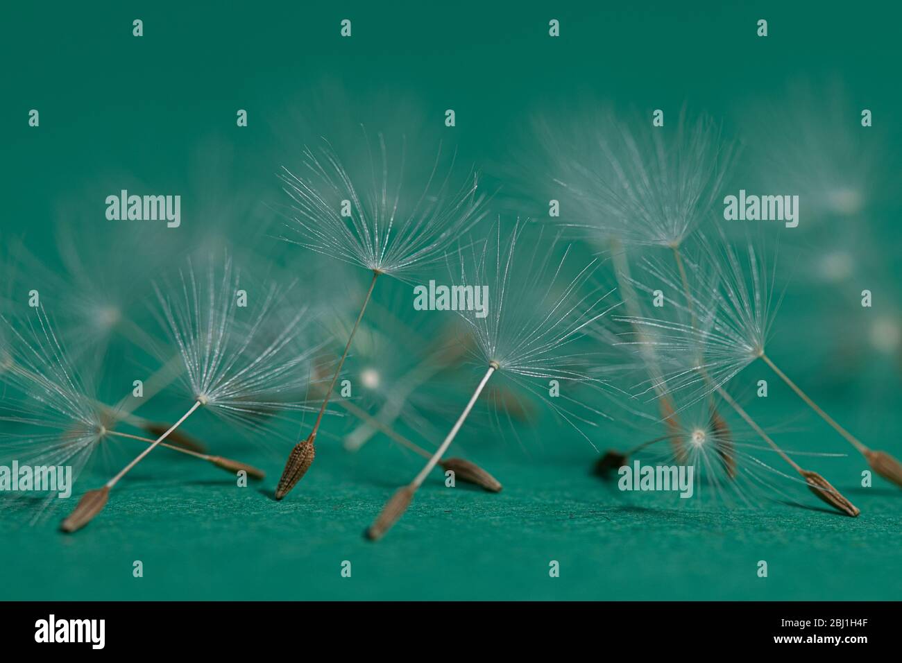 Weed dancing hi-res stock photography and images - Alamy