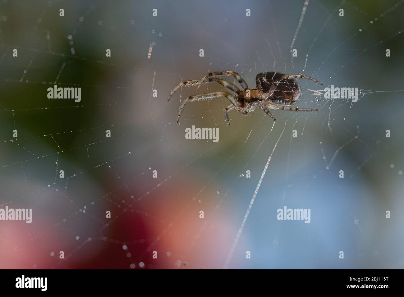 Closeup of a spider and and its web Stock Photo - Alamy