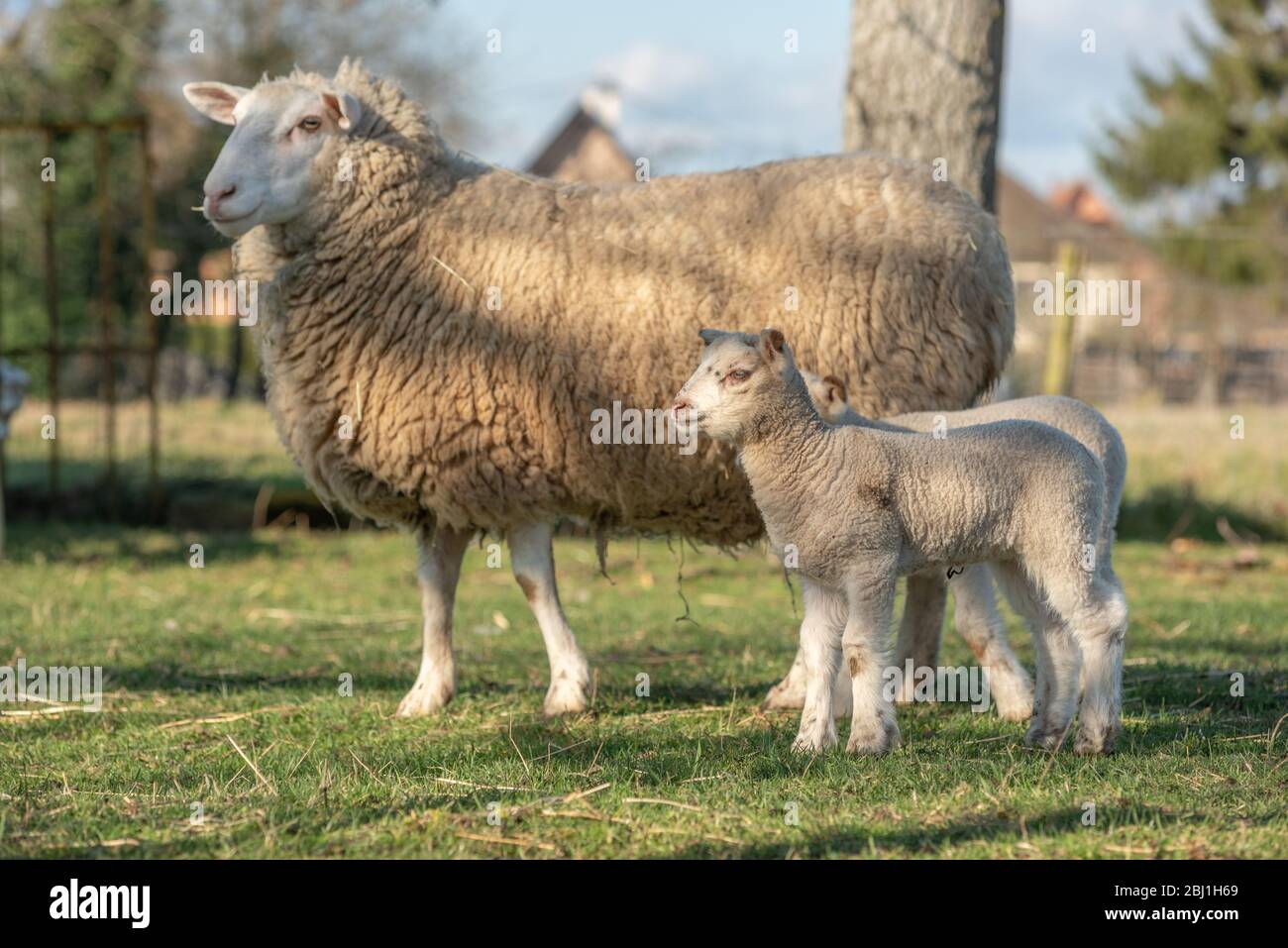 Ewe with her lambs in a meadow during spring Stock Photo - Alamy