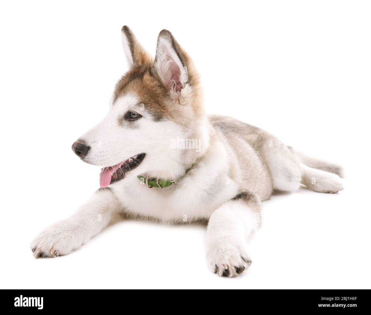 Lying alaskan malamute Cut Out Stock Images & Pictures - Alamy