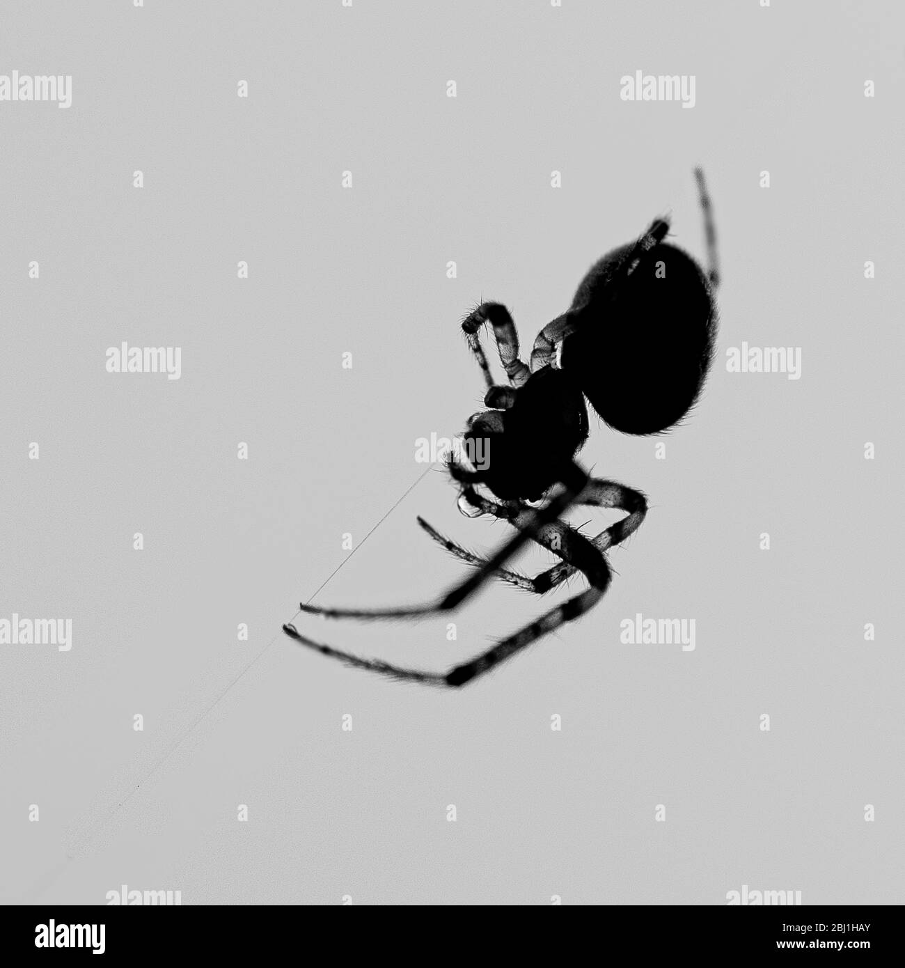 Spider hanging from a single thread of its web Stock Photo - Alamy