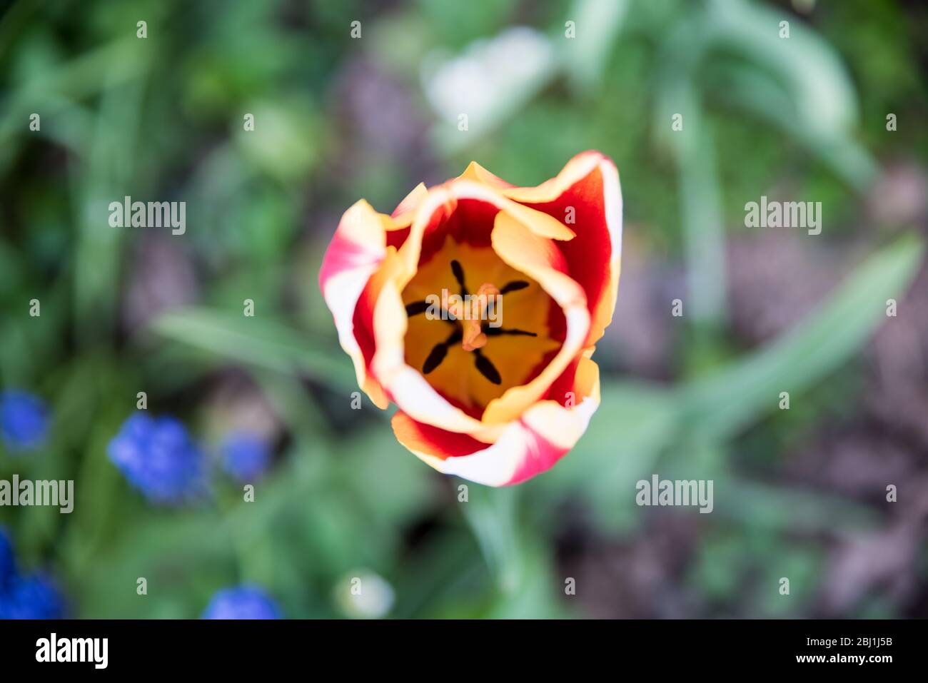 Tulip close up from above Stock Photo - Alamy