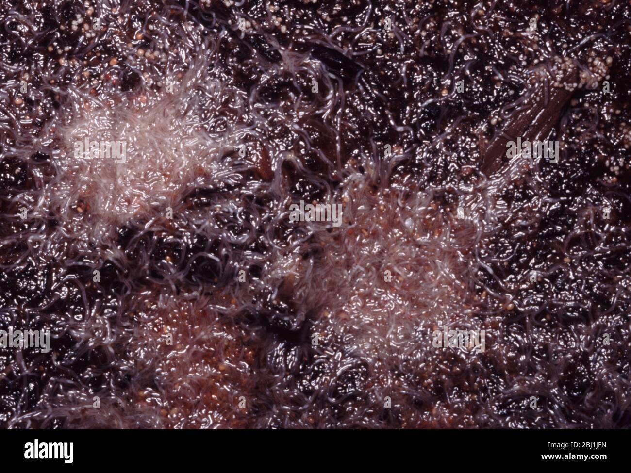 Grindal or white worms, Enchytraeus sp., live food for aquarium fishes ...