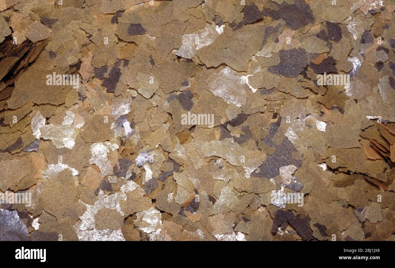 Aquarium fish flake food Stock Photo - Alamy