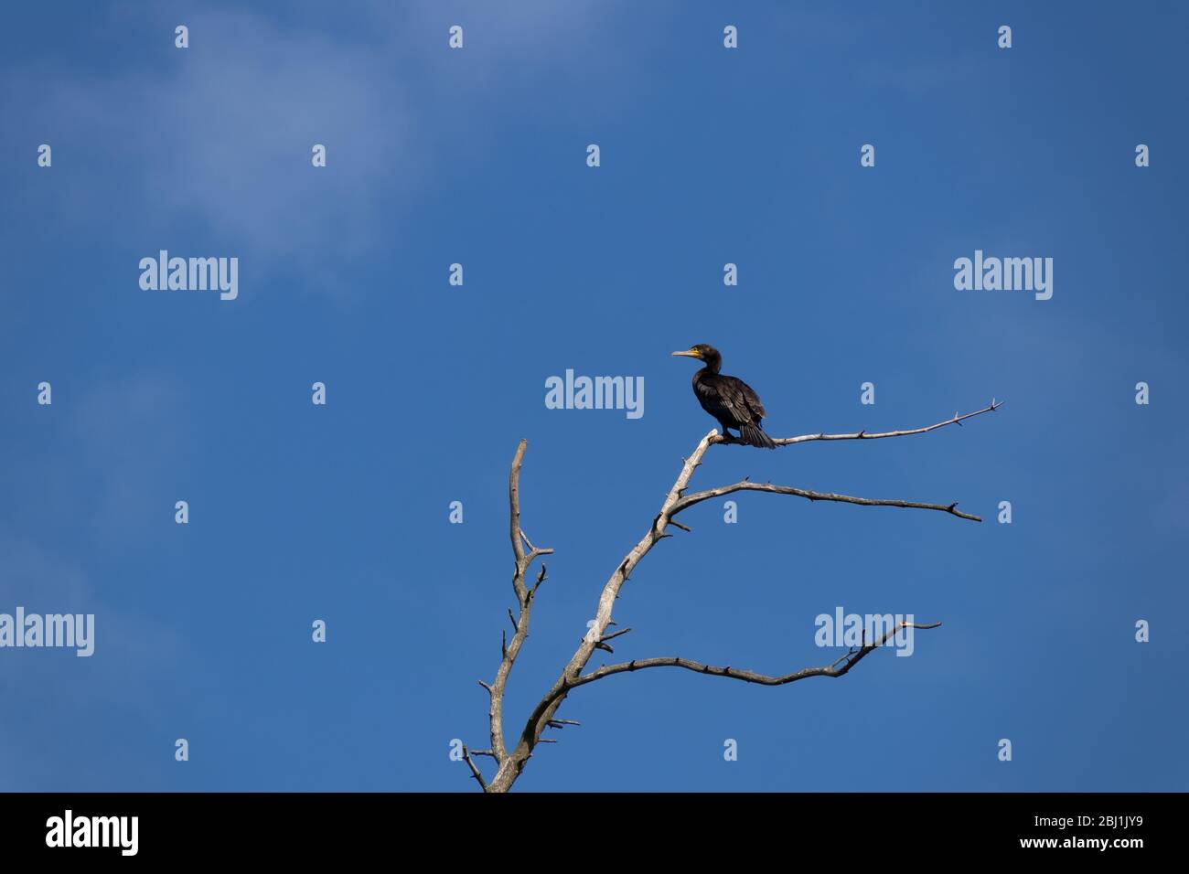 Great cormorant bird sitting a dead tree in the middle of one of the ...