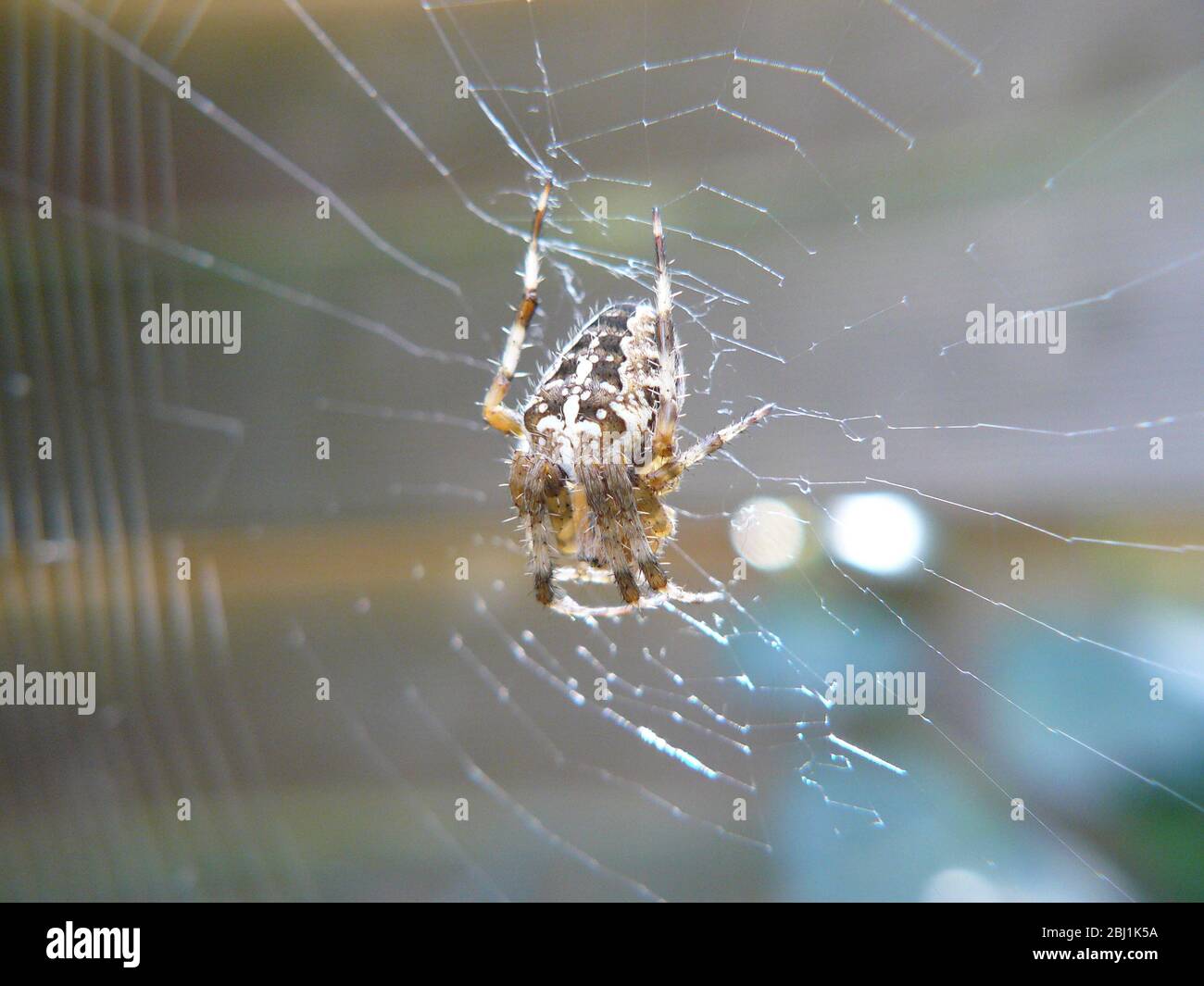 Animal food web hi-res stock photography and images - Alamy