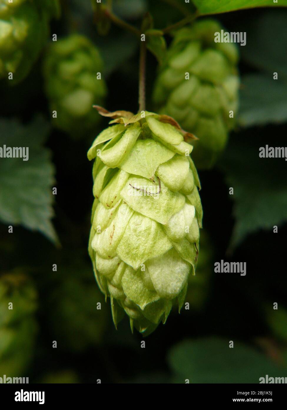 A single hanging hops plant. Hops is a main ingredient in making beer ...