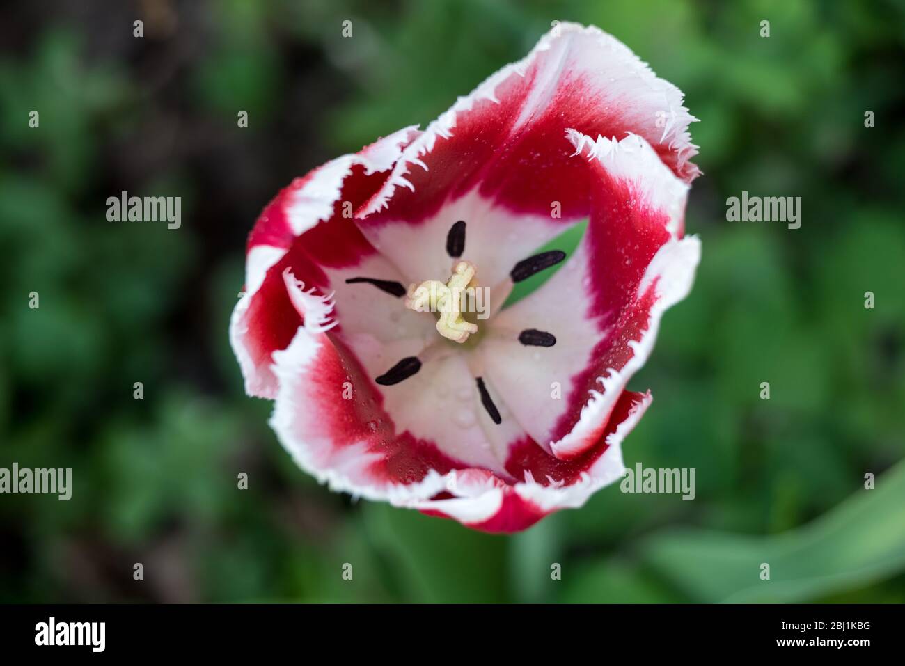 Tulip close up from above Stock Photo - Alamy