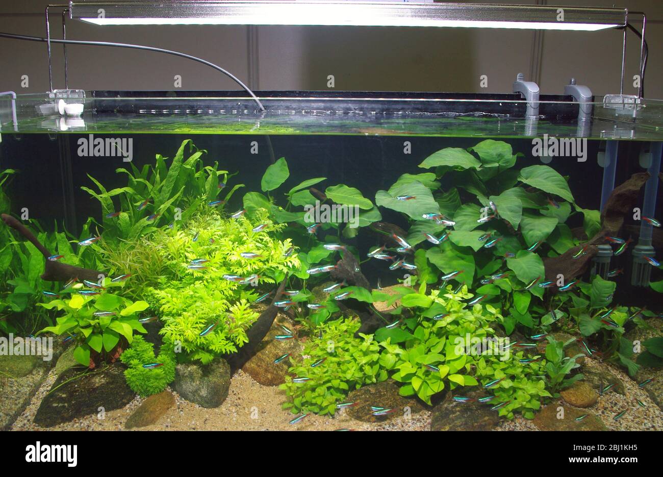 Led lighting for freshwater aquarium Stock Photo - Alamy