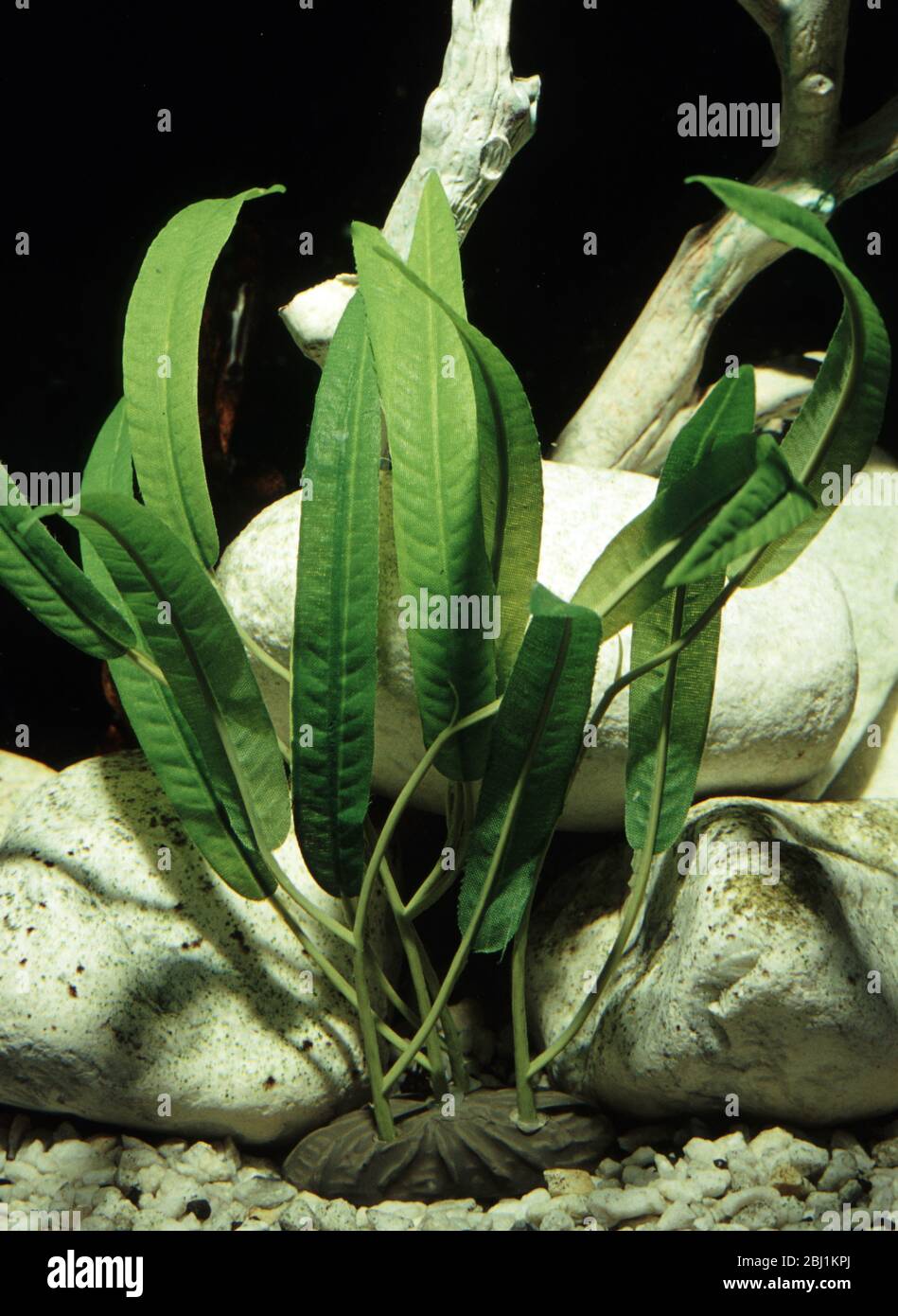 Aquatic plant morphology hi-res stock photography and images - Alamy