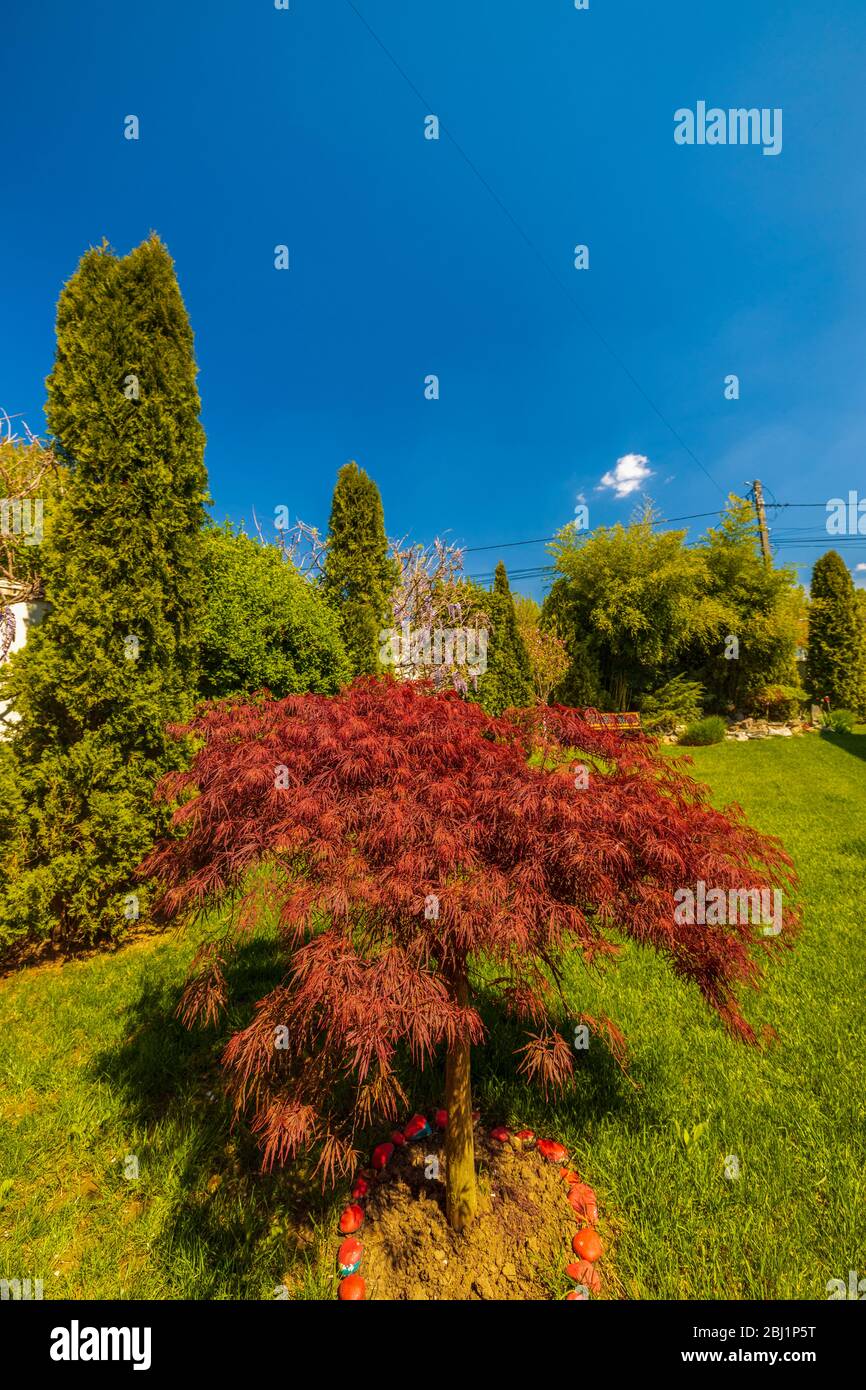 Red foliage of the weeping Laceleaf Japanese Maple tree (Acer palmatum ...