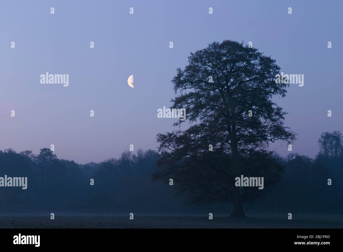 Crescent moon at dawn in south London park in Spring Stock Photo - Alamy