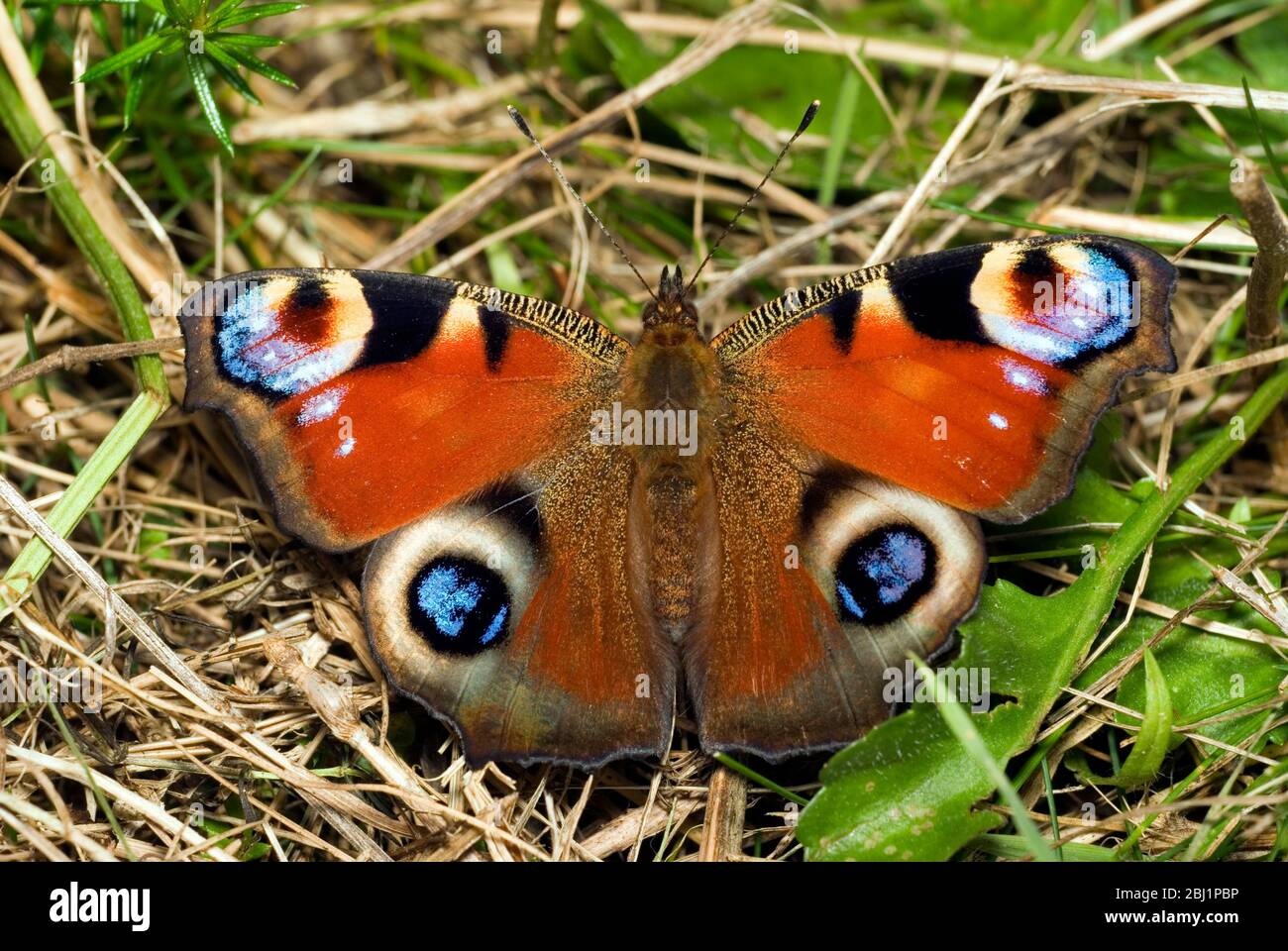 Open peacock butterfly wings hi-res stock photography and images - Alamy