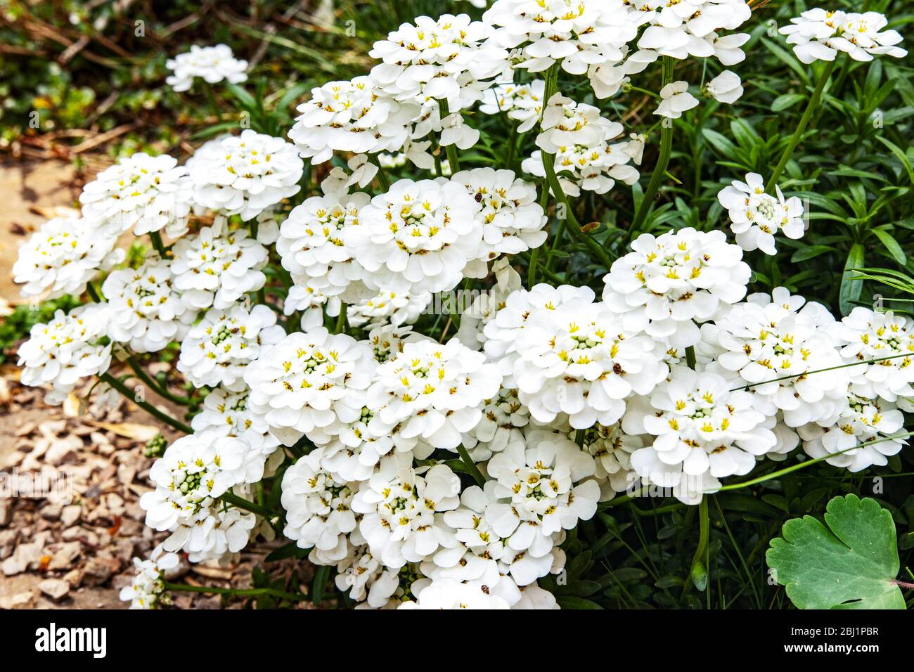 Iberis candytuft rock garden hi-res stock photography and images - Alamy