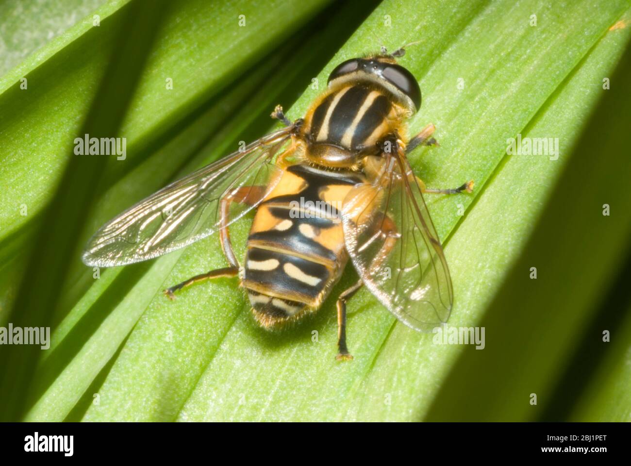 Helophilus pendulus Hoverfly Stock Photo - Alamy