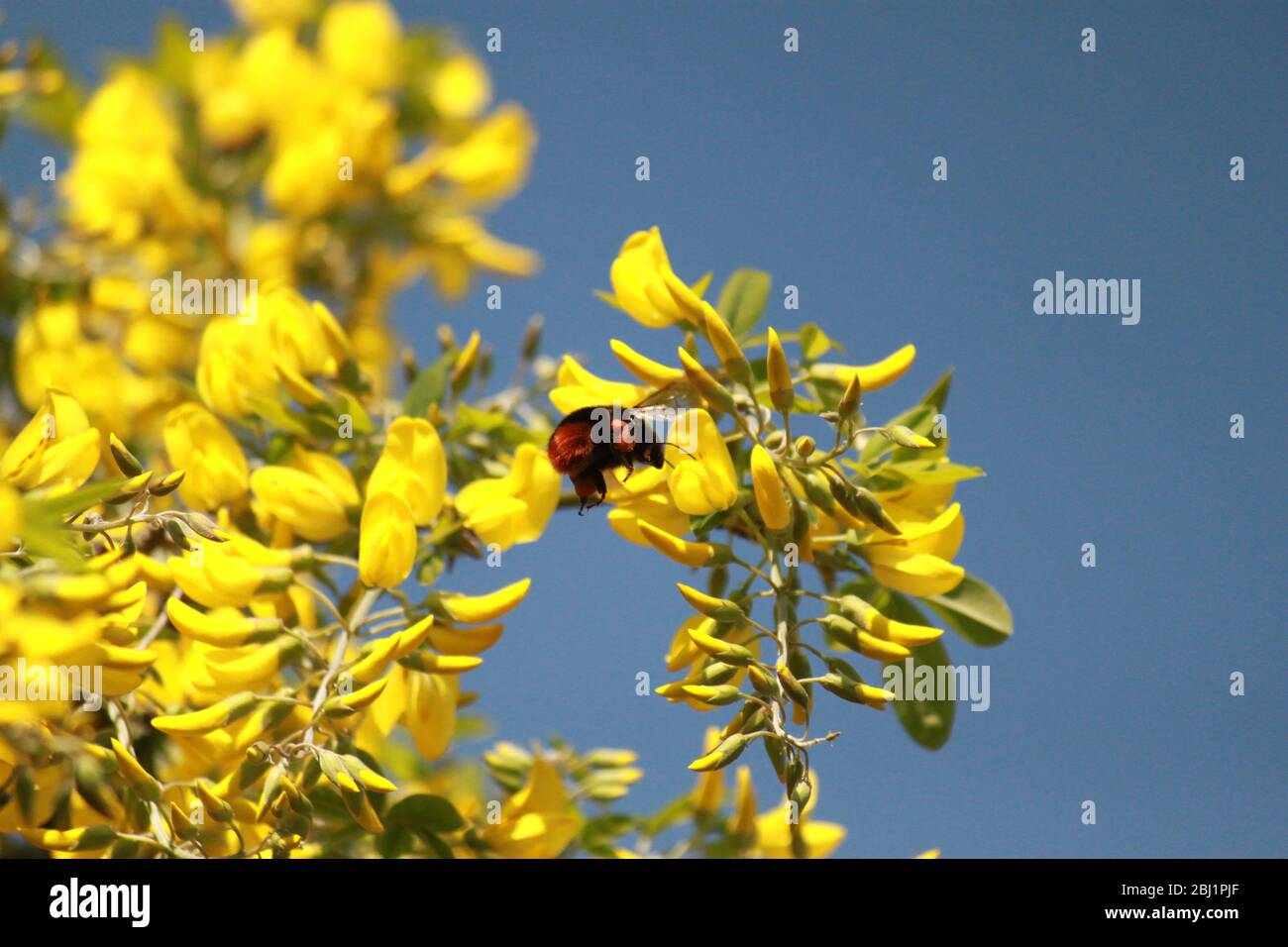 Bumble bee (Bombus lapidarius) flying onto labrunum tree Stock Photo ...
